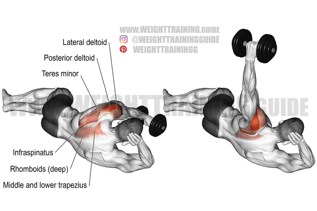 Reverse Dumbbell Fly Exercise Guide And Video Weight Training Guide